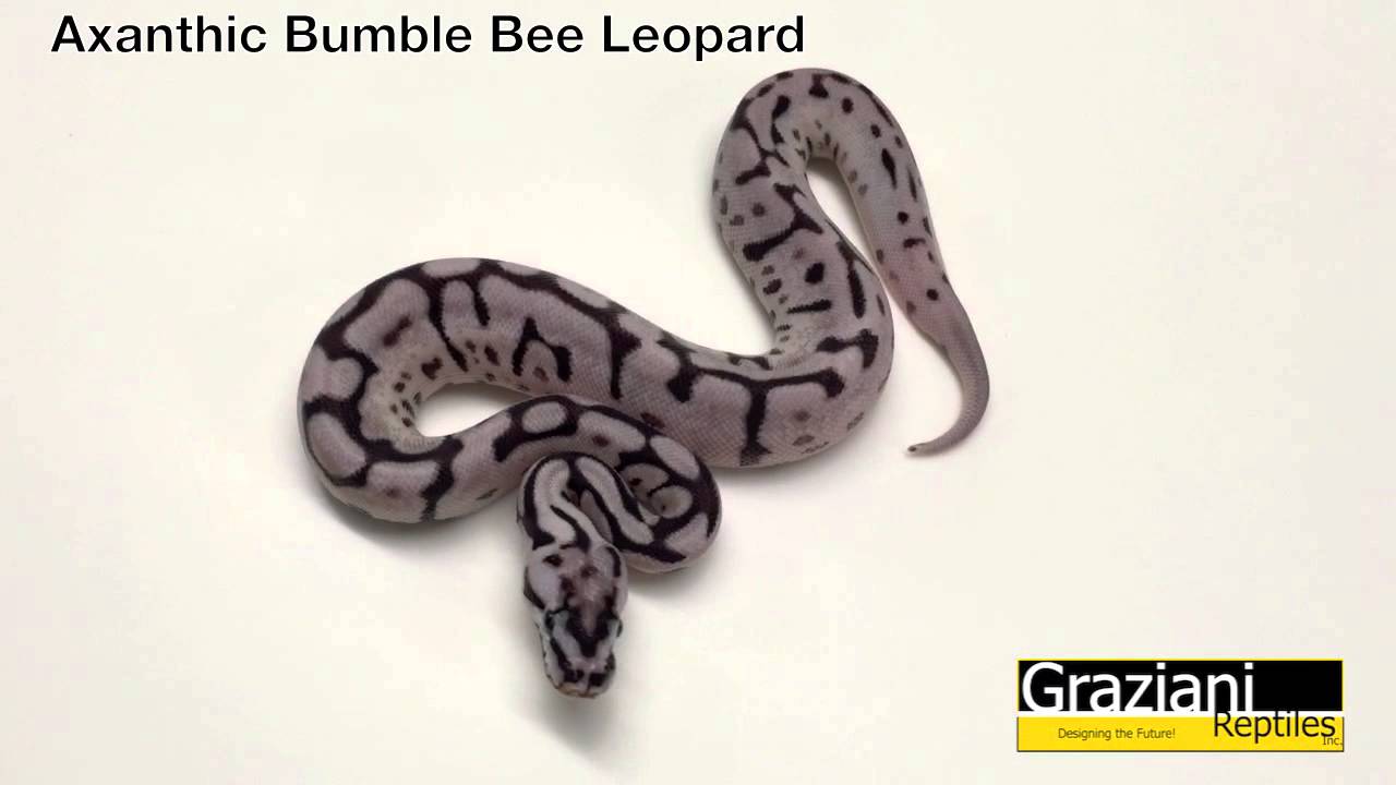 Axanthic Bumble Bee Leopard