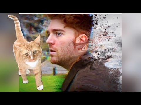 Shane Dawson’s cat abuse scandal and his response.