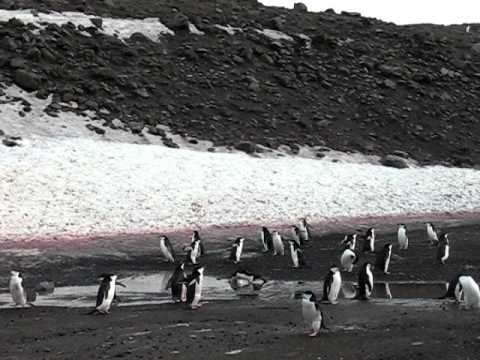 The walk of the Chinstrap penguins-La Marche des manchots Jugulaires