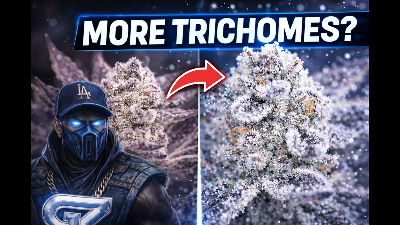 How to Grow Frosty Weed at Home | Increase Trichomes & Resin Production