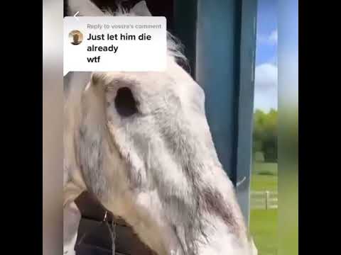 skeleton horse irl be like