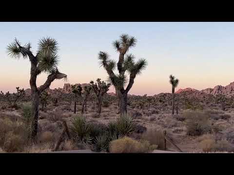 Exploring Joshua Tree 🌵🐾 National Park: Entrance Fees, Wildlife, and Stunning Terrain" 🌵🐾