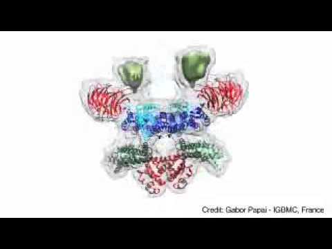 The Architecture of Human General Transcription Factor Tfiid Core Complex