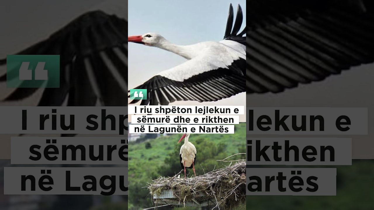 I riu shpëton lejlekun e sëmurë dhe e rikthen në Lagunën e Nartës
