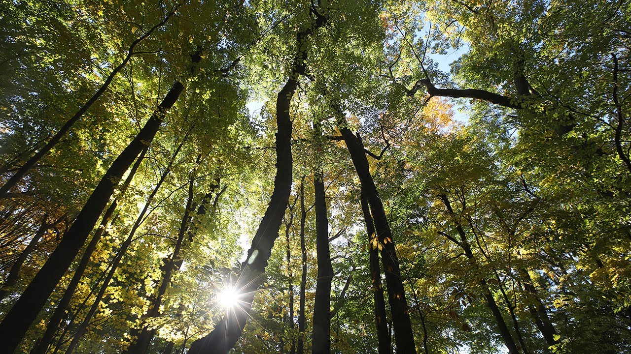 What's an urban forest and why does it matter?