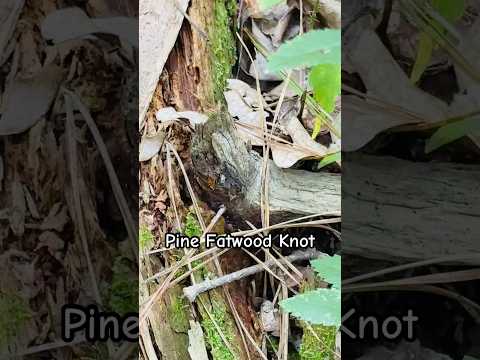 Finding And Processing A Pine Fatwood Knot #shorts