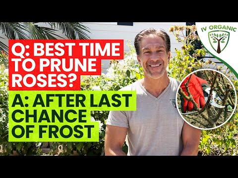 5 Tips For Rose 🌹 Care  |  Pruning, Sealant, Fertilize, Mulch, Sunshine Requirements