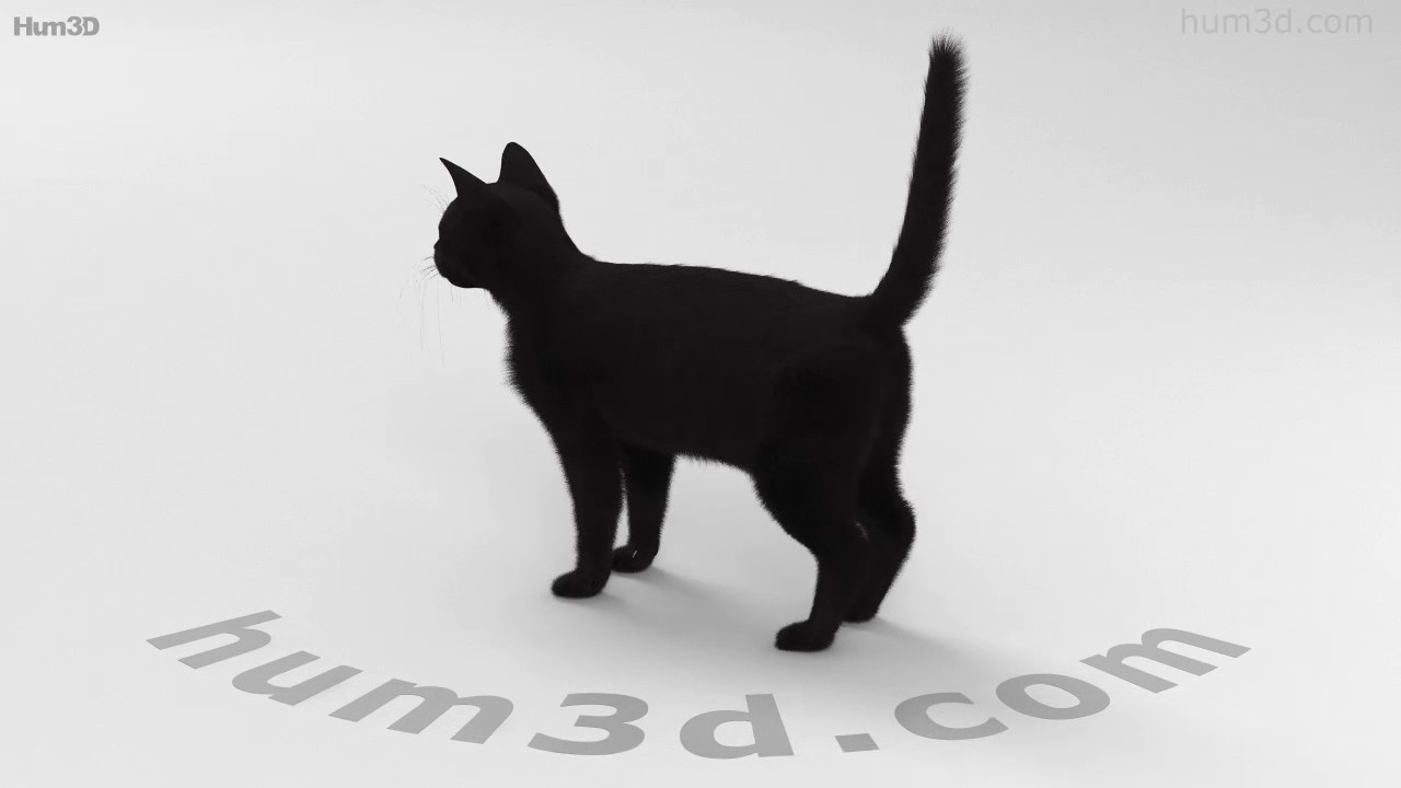 Black Cat 3D model by 3DModels.org
