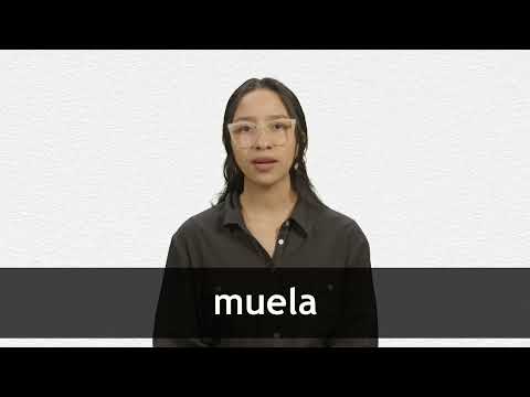 English Translation of “MUELA” | Collins Spanish-English Dictionary