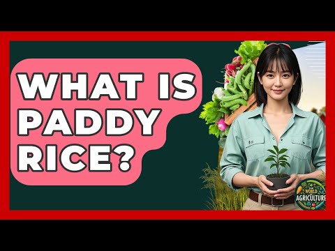 What Is Paddy Rice? - The World of Agriculture