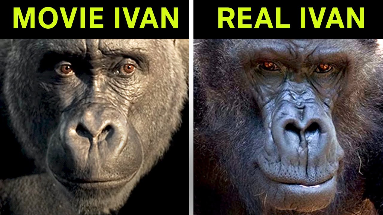 How Accurate is The One and Only Ivan? History vs. Hollywood - Video