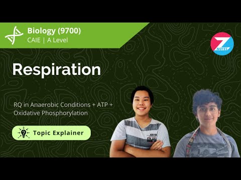Respiration | A Level Biology | Topic Explainer - ZNotes