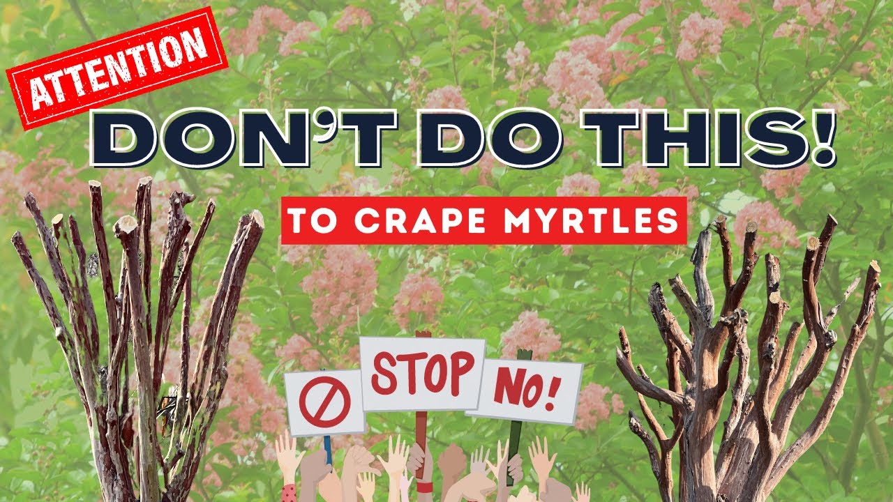 Crape Myrtle Pruning - The Good, The Bad And The Please NEVER DO THIS!