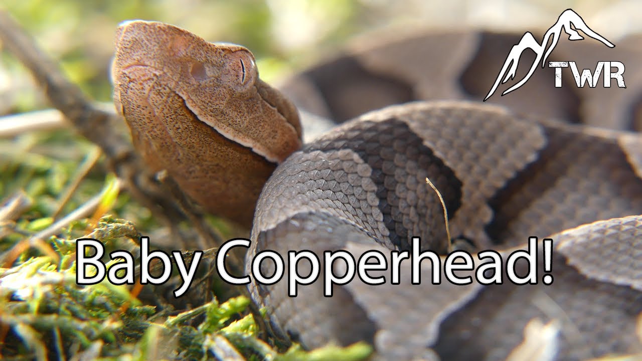 Baby Copperhead Identification Tips!
