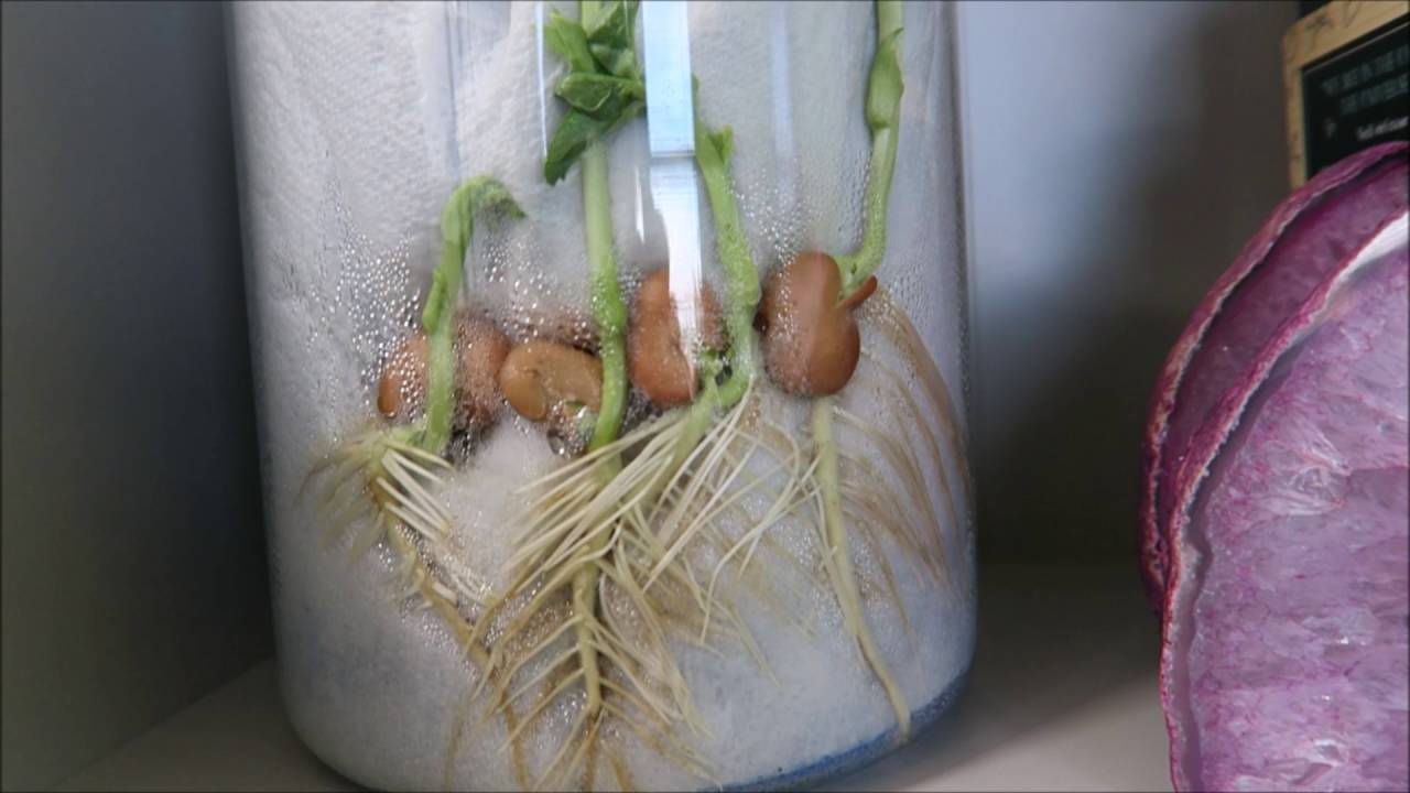 Geotropism -  Plants Defying Gravity