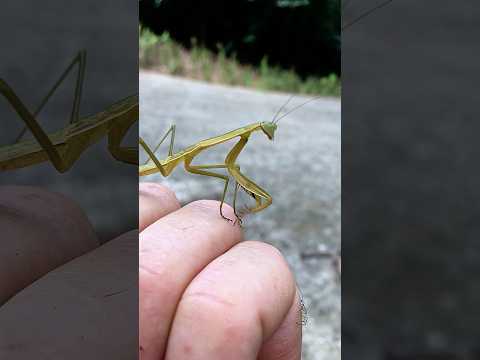 Wicked Cute Praying Mantis