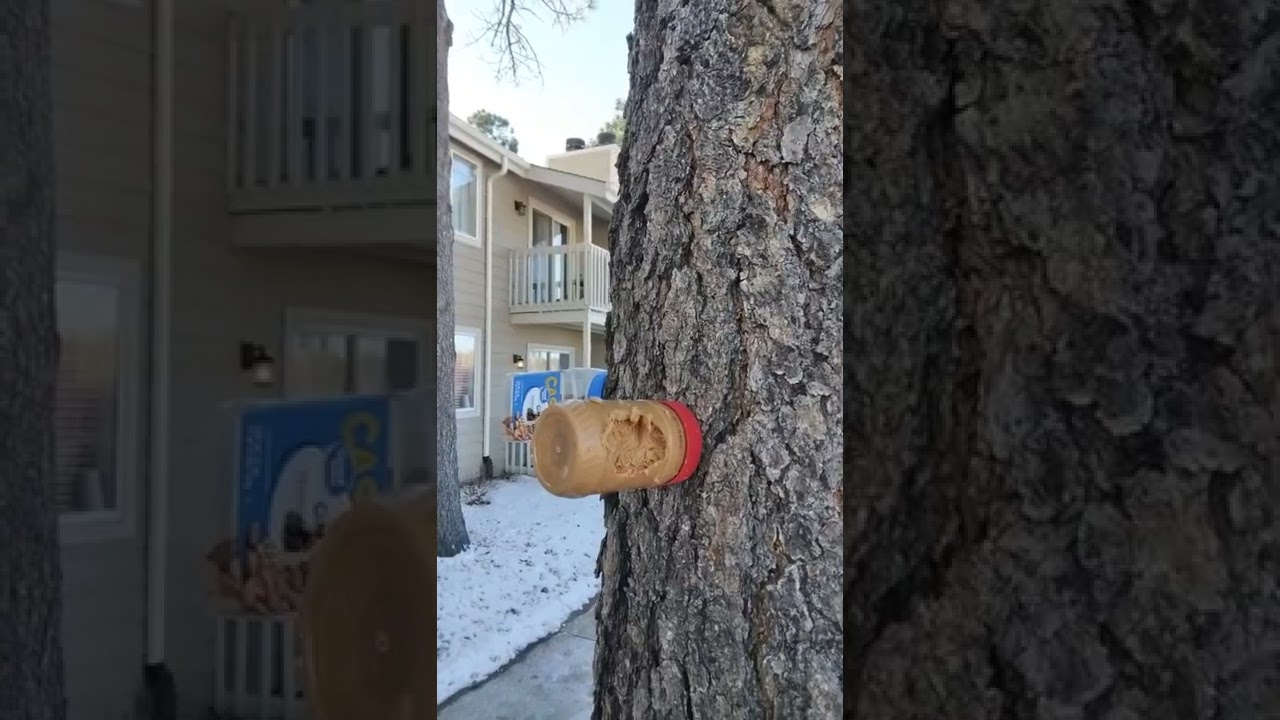 SQUIRREL FEEDER DIY 2022