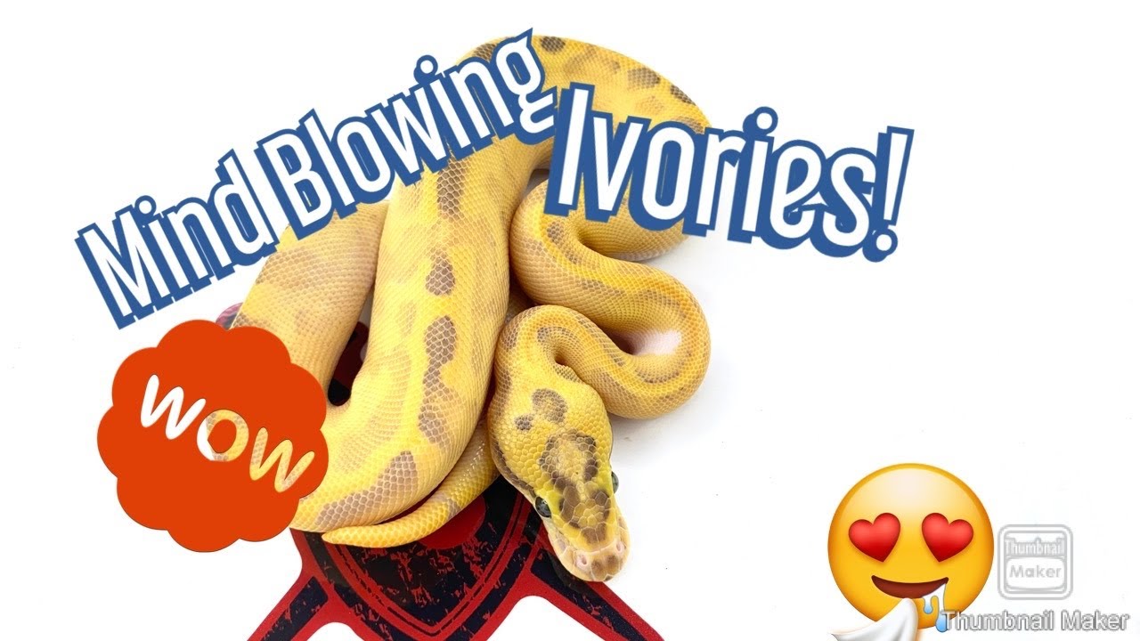 The Most Insane Ivory Ball Pythons