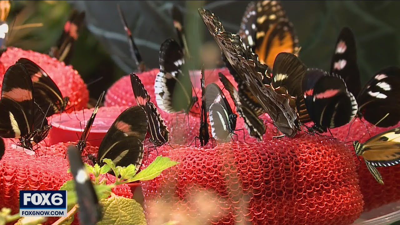 Milwaukee Public Museum reopening Butterfly Wing | FOX6 News Milwaukee