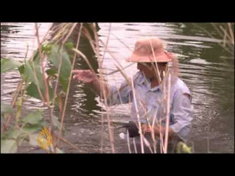 Vietnam farmers benefit from rising sea levels