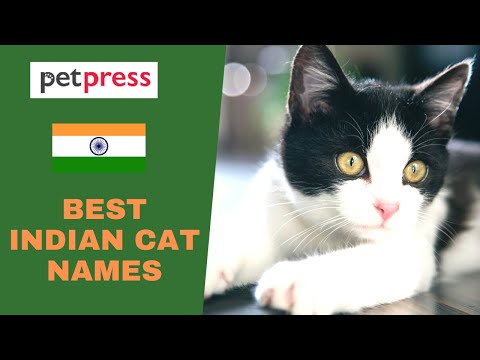 Best 36 Indian Cat Names