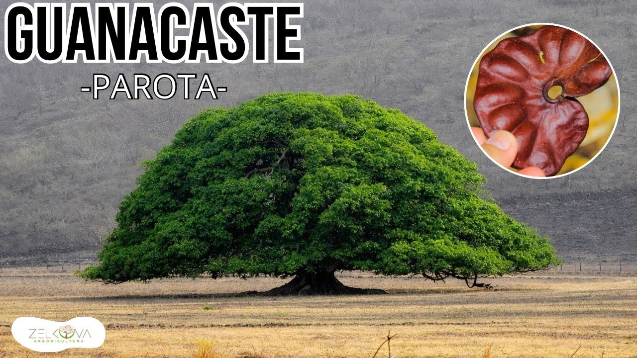 El Titán Nativo de América: GUANACASTE o PAROTA I Enterolobium cyclocarpum