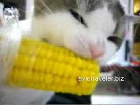 CUTESHIT: CORN EATING CAT