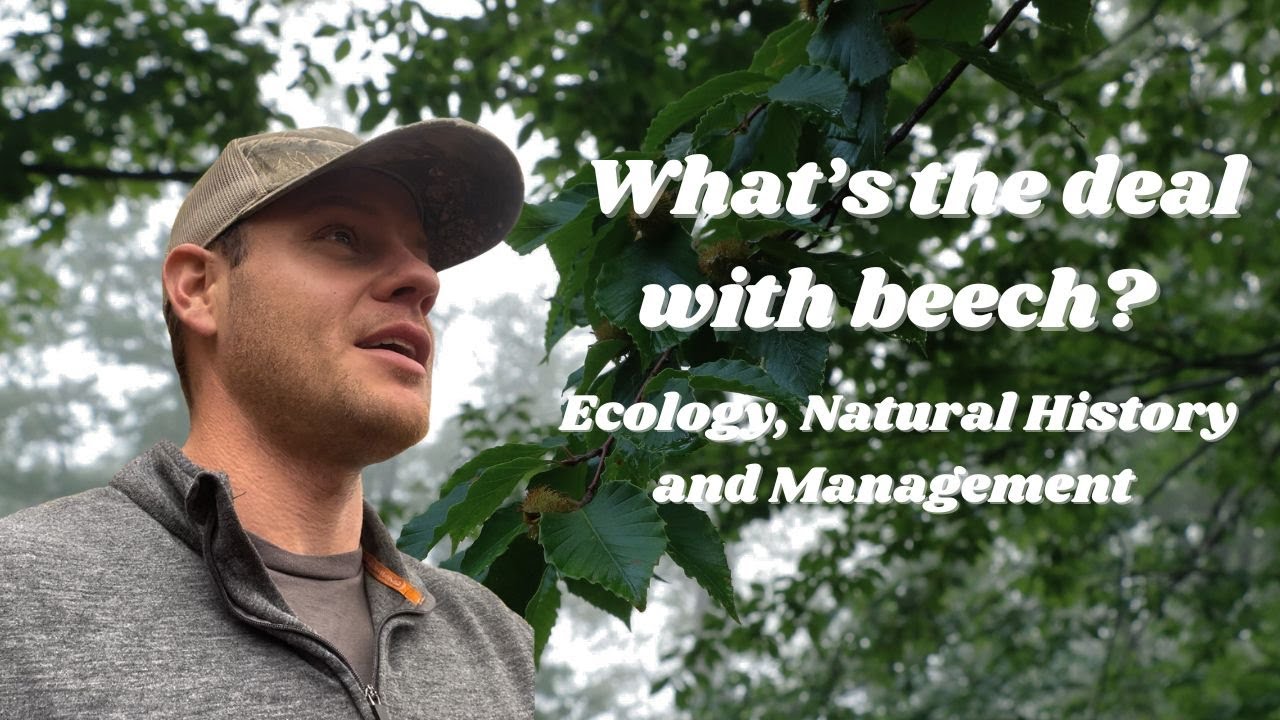 What's the Deal With Beech? American Beech's Natural History, Ecology and Management