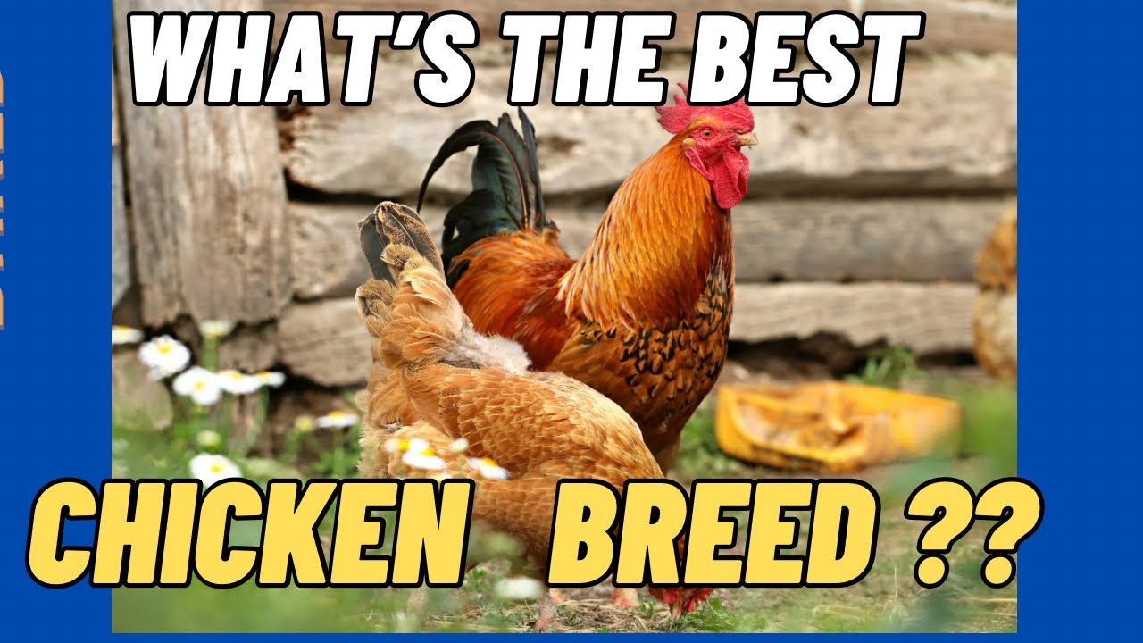 ✨ What’s The BEST Chicken Breed?? ✨