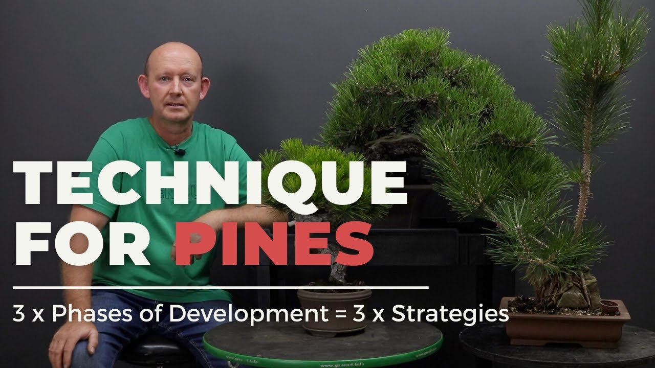 Essential Japanese Black Pine bonsai techniques