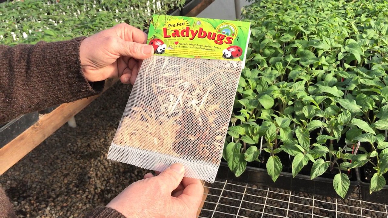 Greenhouse pest management