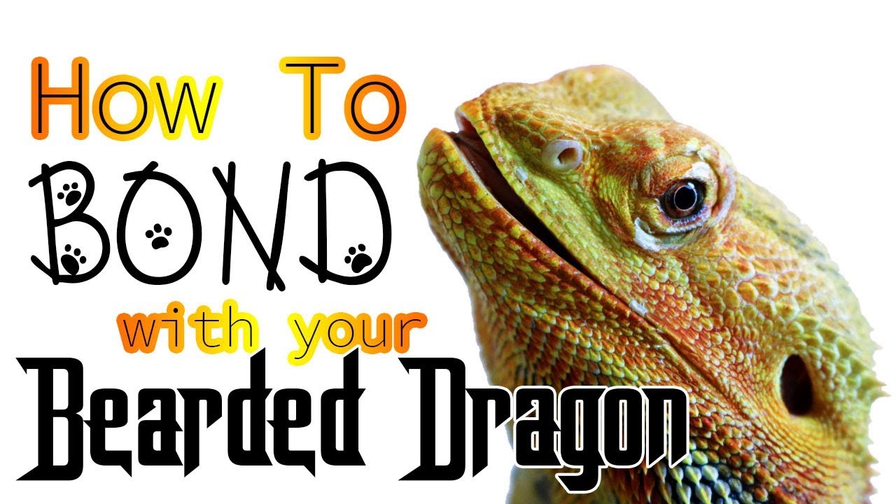 How To Bond With Your Bearded Dragon