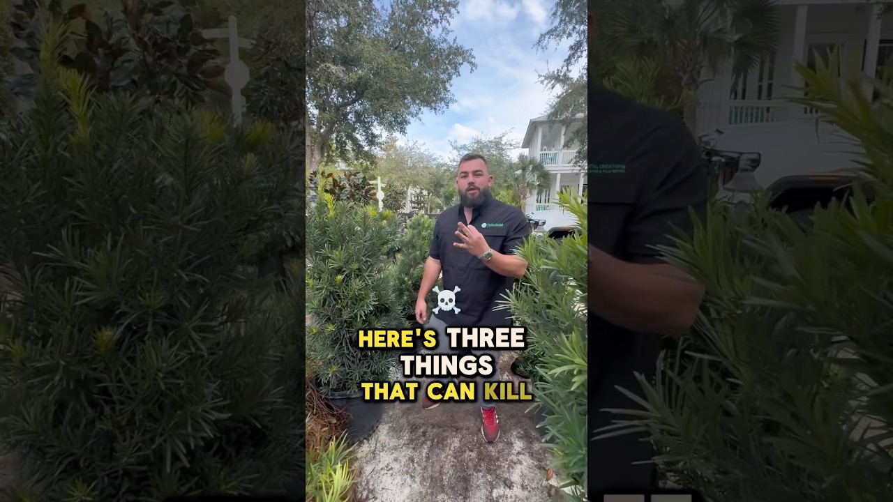 3 planting secrets 🌳🤯 #plants #podocarpus #landscape #project #diy