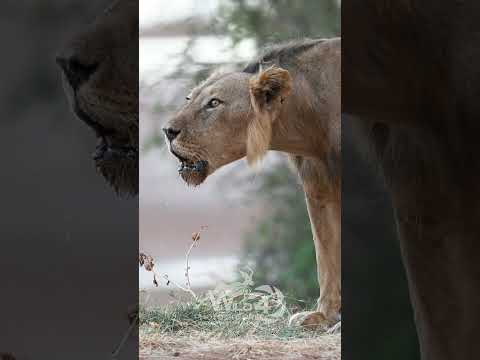 Lion with no mane #haveyoueverseen #lion #shorts #animals #animalshorts #shorts