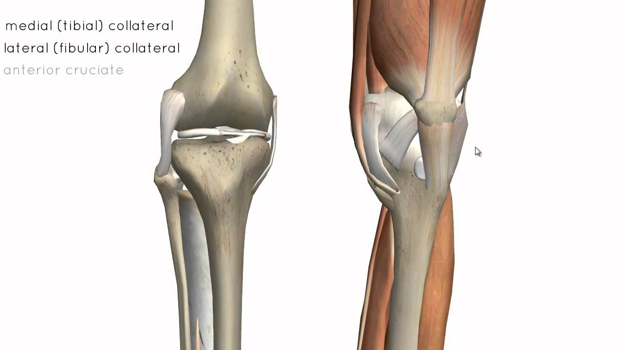 Knee Joint - Part 2 - 3D Anatomy Tutorial