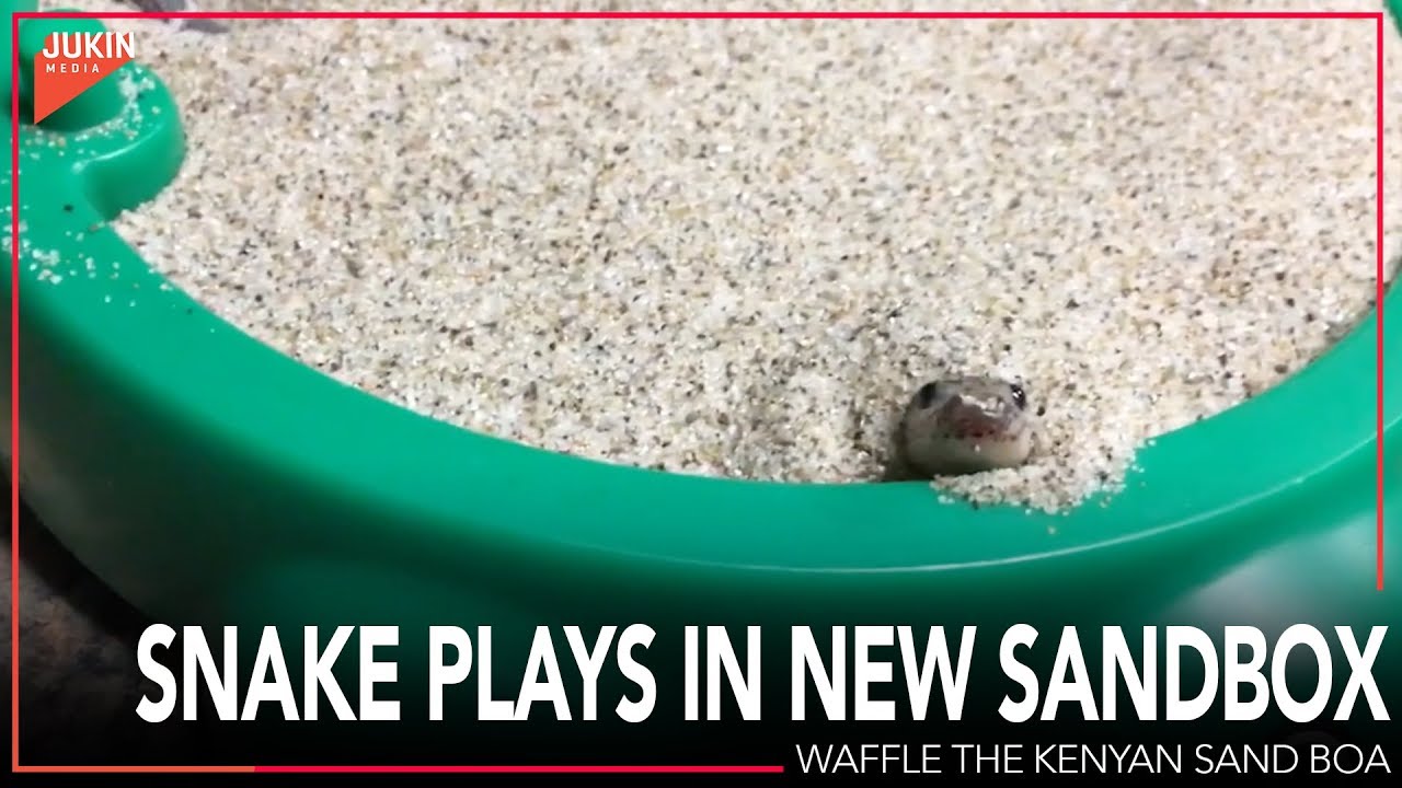 Snake Plays in New Sandbox