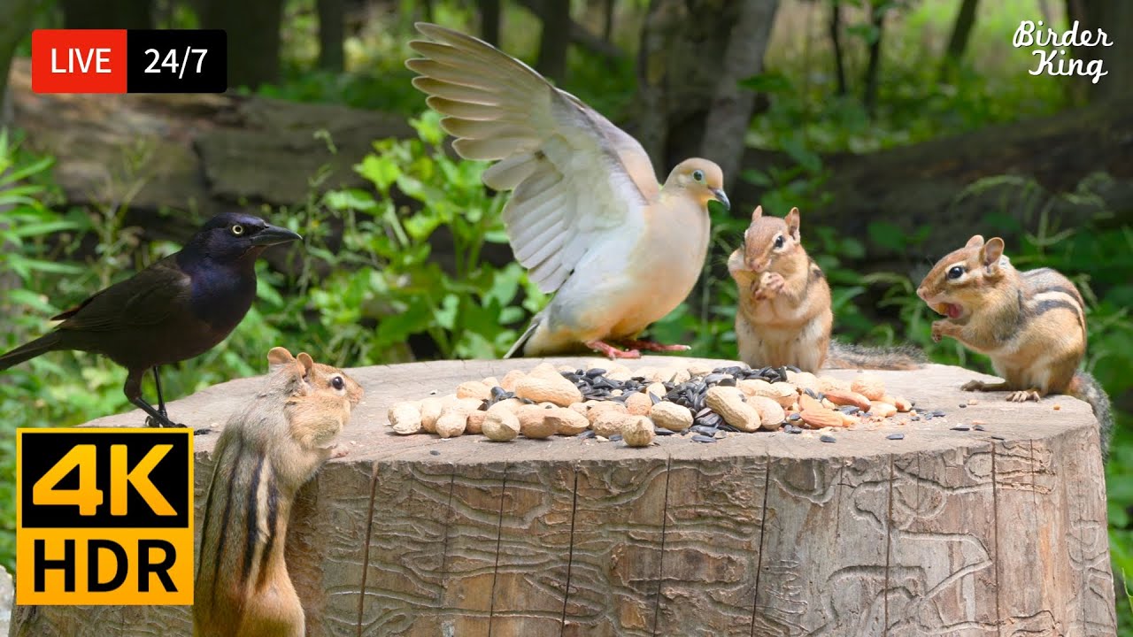 🔴 24/7 LIVE: Cat TV for Cats to Watch 😺 Beautiful Birds, Chipmunks and Squirrels 4K Cat Games