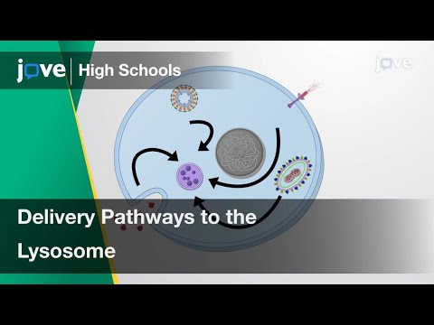 Delivery Pathways to the Lysosome | Cell Bio | Video Textbooks - Preview