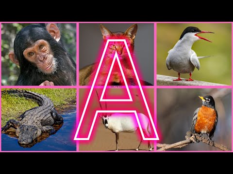 Animals Starting with A – Fun Vocabulary for Kids and Beginners