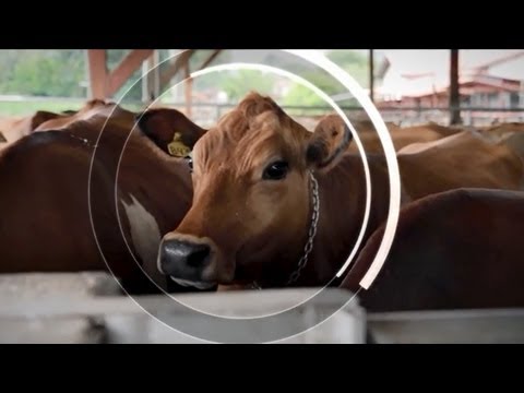 How Cows can help Human Save the Planet: Climate Change | equinoxesin ...