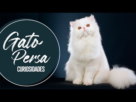 Confira todas as características do gato da raça Persa! – Grupo Publique