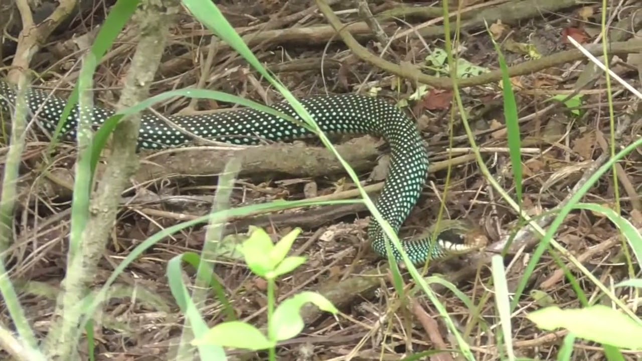 Speckled Racer snake. Brownsville, Texas