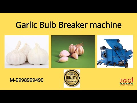 Garlic Bulb Cutter - Garlic Bulb Breaker Latest Price, Manufacturers ...