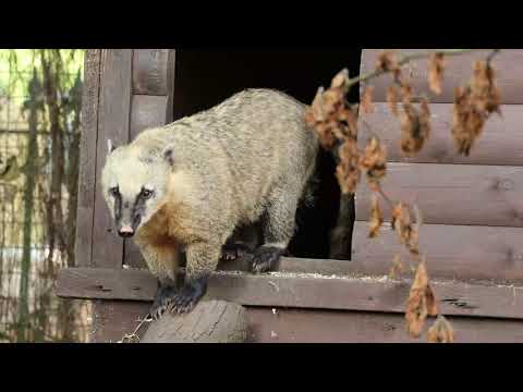 Sewerby Zoo Keeper Talk - Coatis