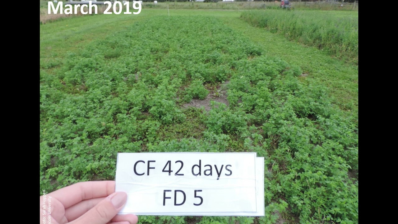 RPS2021: Pasture fundamentals:  Ryegrass 101 - root and shoot responses  - Derrick Moot