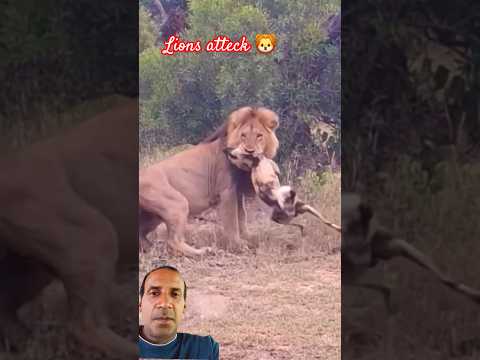 Lions vs Dogs: The Most Unlikely Predator 🦁 #wildlife #lion #dogs #trending #ytshorts #viral #fects