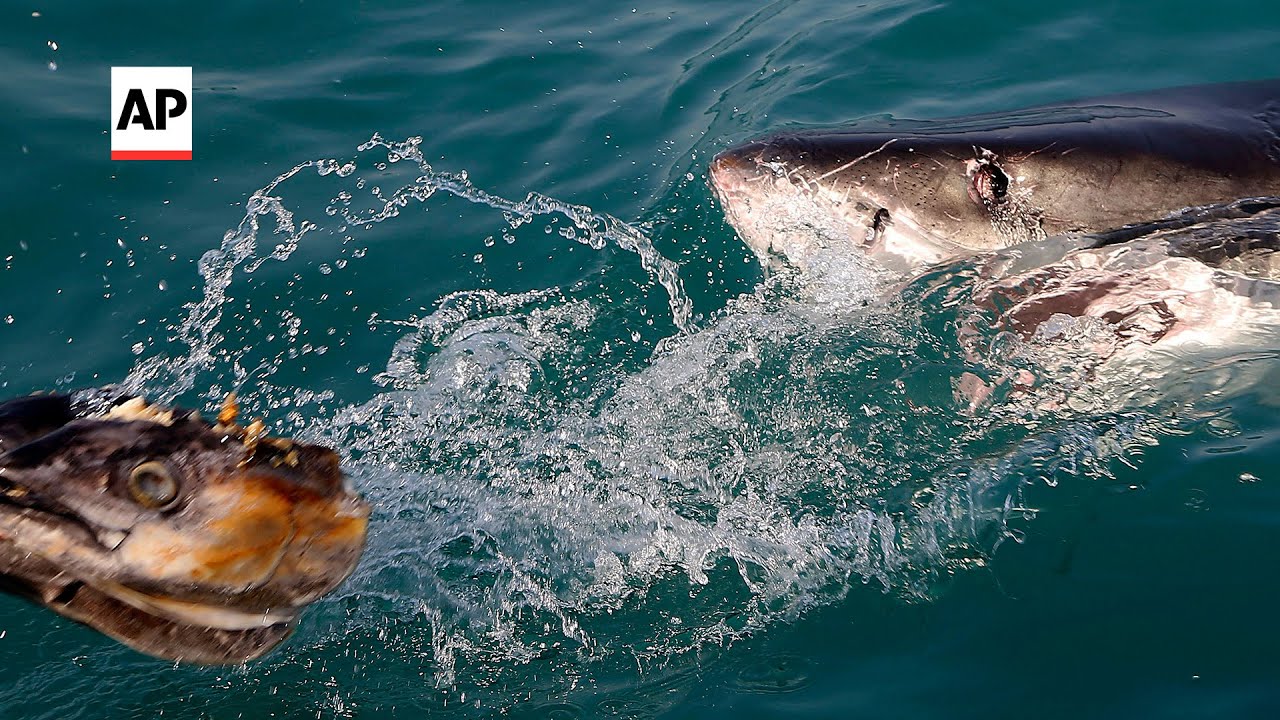 Conservationist explains spike in shark sightings