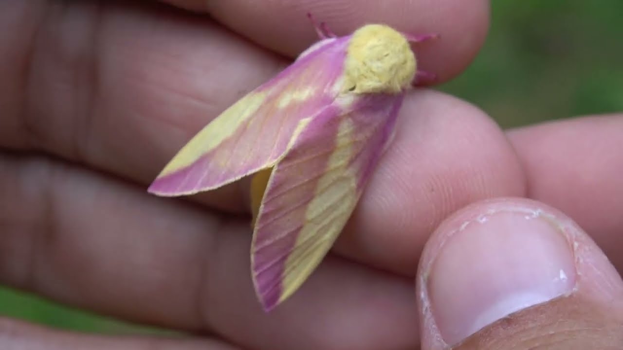 Rosy Maple Moth: A VERY Pink & Unusual female
