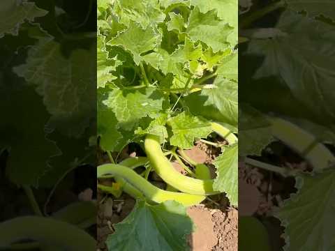 How income in cucumbers farming 💯#view #farming #farmerslife #farm #farmer #farmlife #farmers