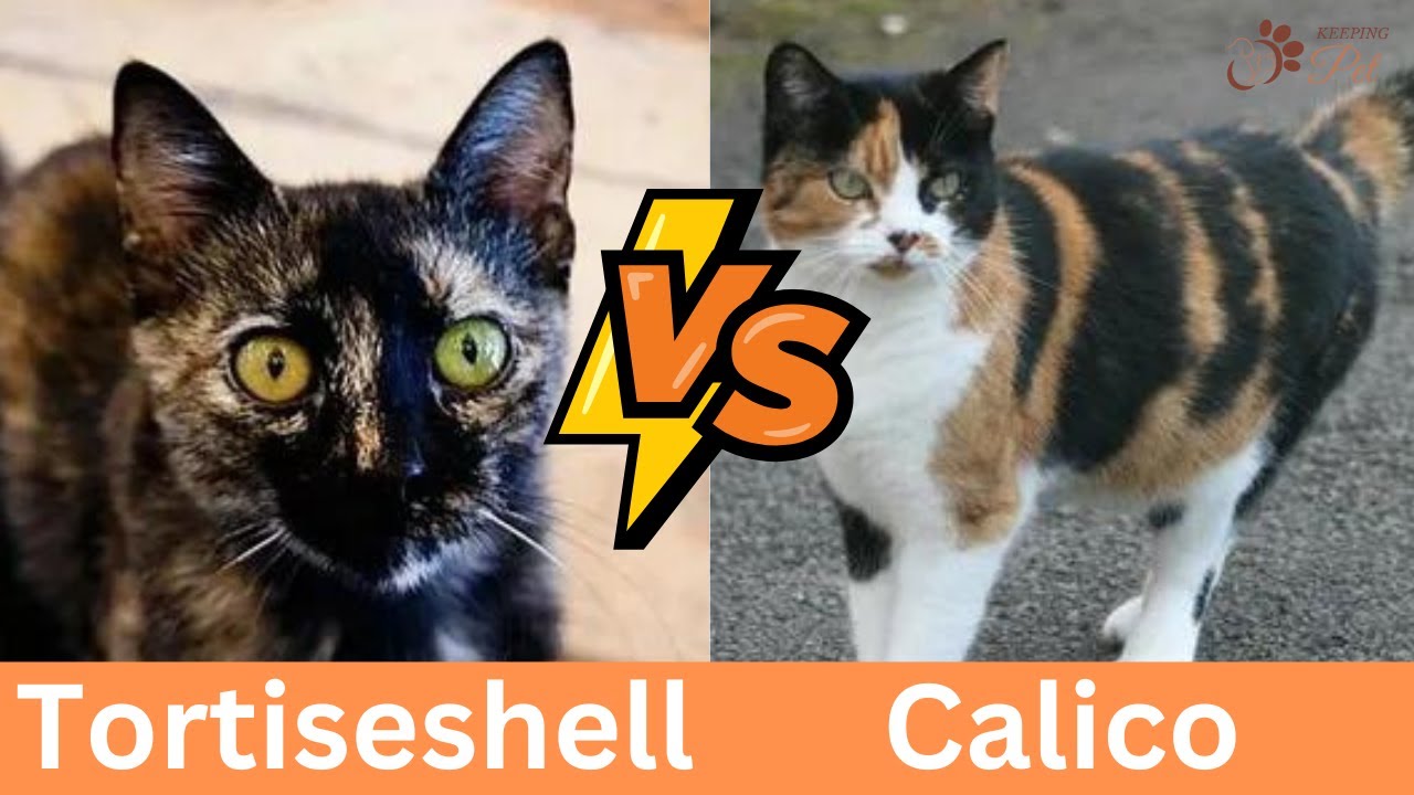 Calico Cat vs Tortoiseshell: Top 10 Differences of Feline Beauty!